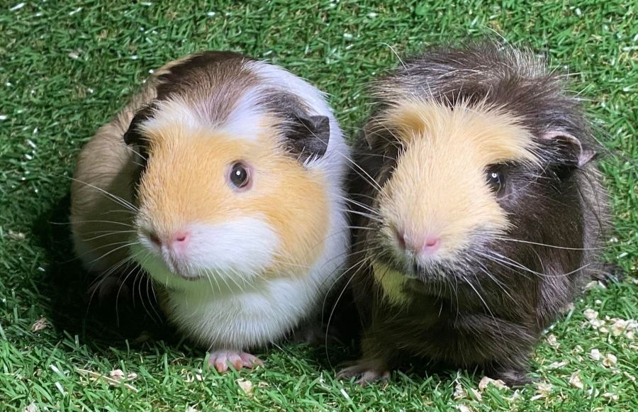 Pixel & Trixie Cricket - Female Medium-hair Mix Guinea Pig in QLD ...