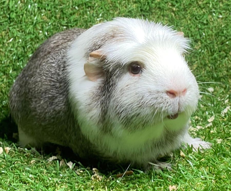 Popcorn - Male Short-hair Guinea Pig in QLD - PetRescue