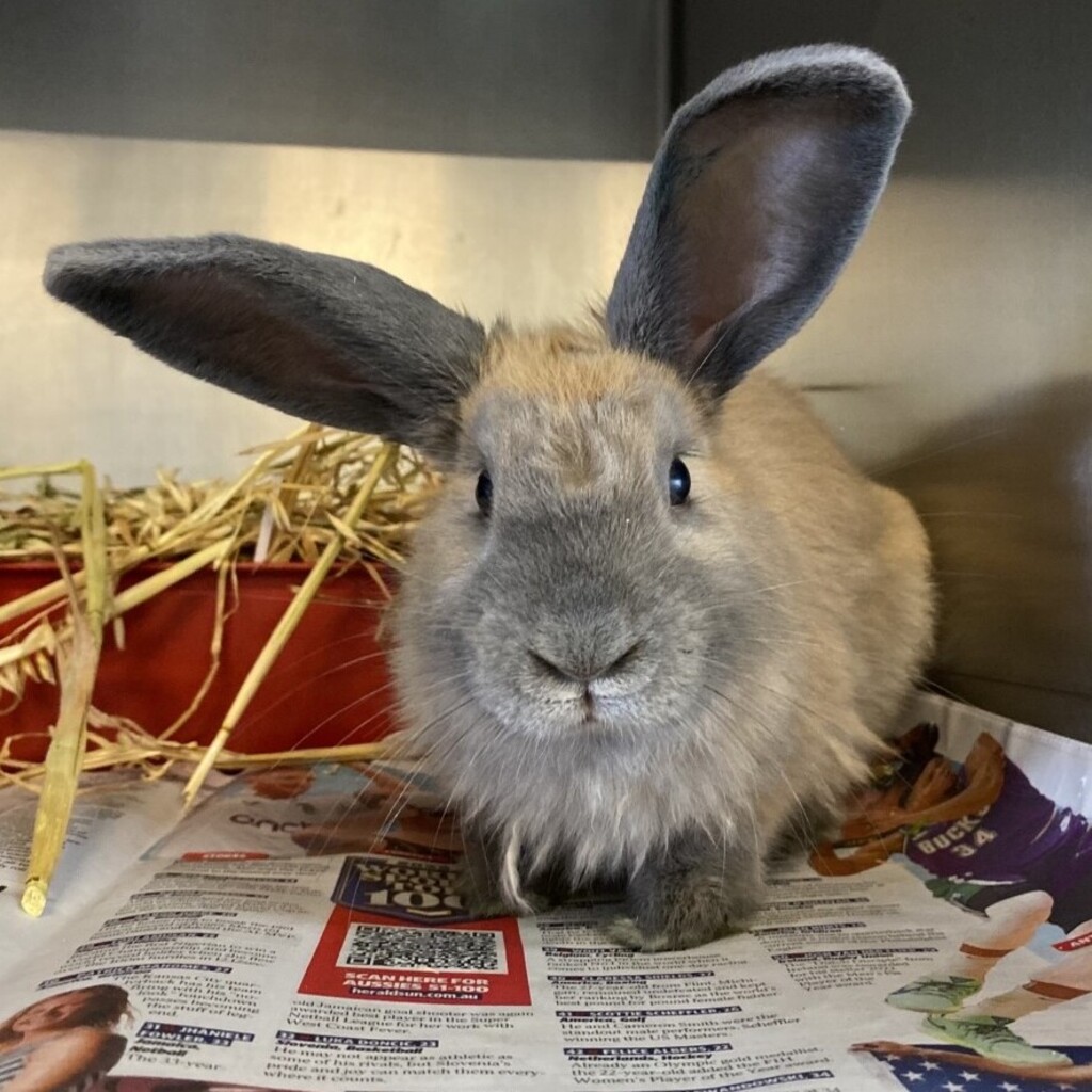 Scar - Male Dwarf Mix Rabbit in VIC - PetRescue