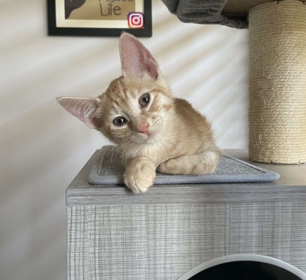 Piccolo - Male Domestic Short Hair Mix Cat in NSW - PetRescue