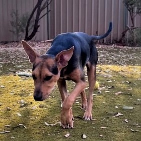 Suga - Small Male Mixed Breed Dog in WA - PetRescue