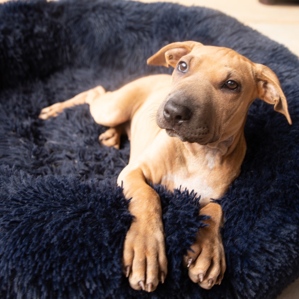 Twila - Medium Female Mixed Breed Dog in WA - PetRescue