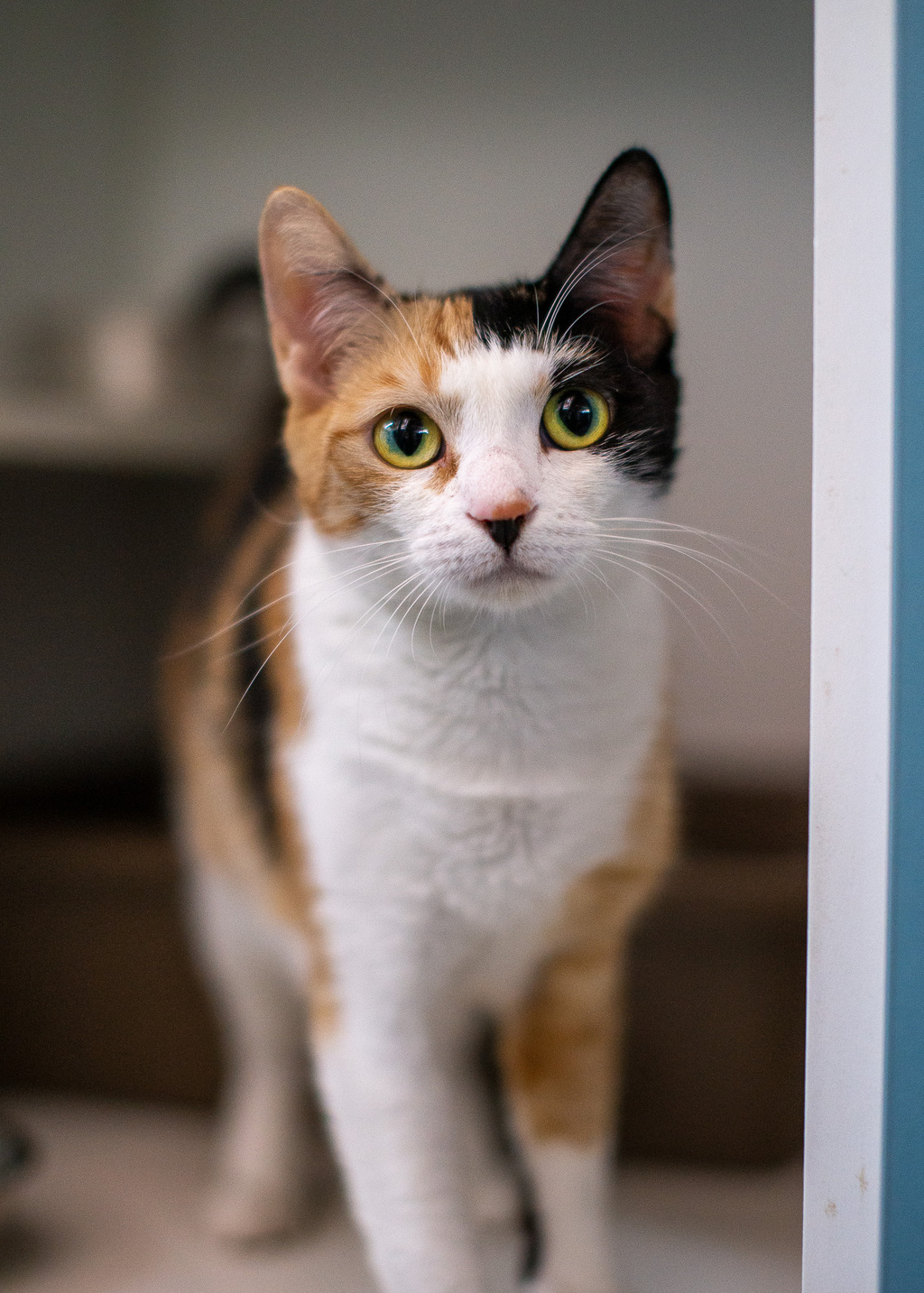 Lilibet - Female Domestic Short Hair Mix Cat in NSW - PetRescue