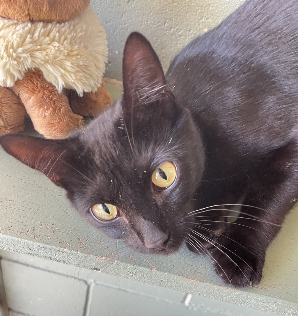 Jetta - Female Domestic Short Hair Cat in VIC - PetRescue