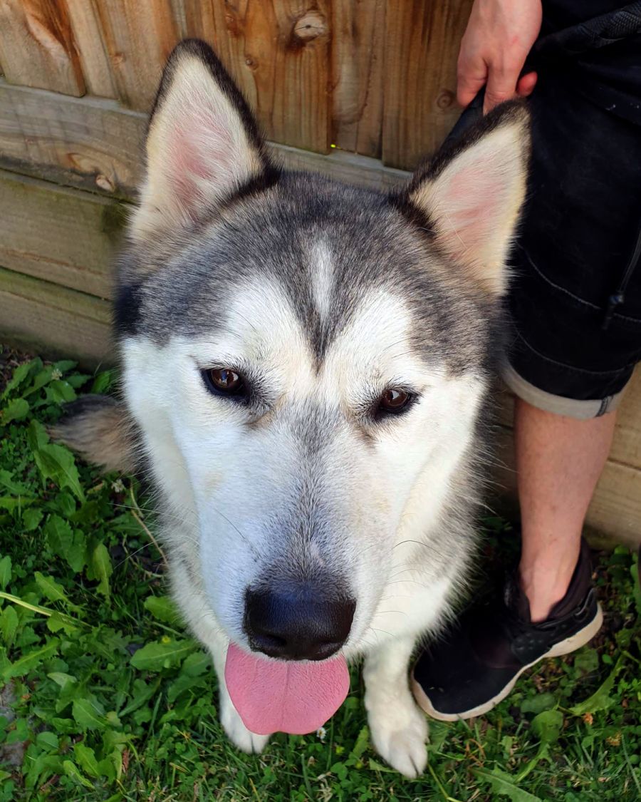 Zephyr - Medium Male Siberian Husky Dog in VIC - PetRescue