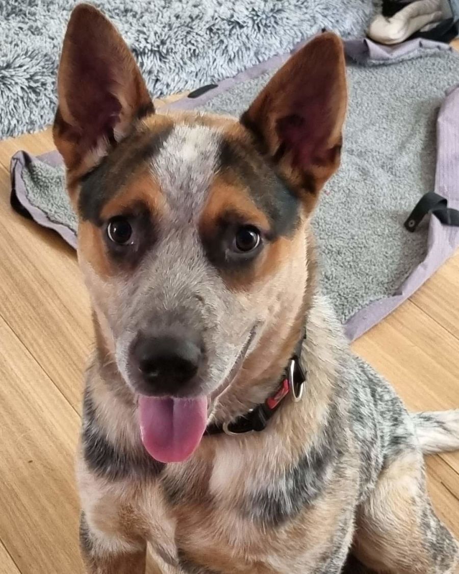 Zumer - Medium Male Blue Heeler x Red Heeler Mix Dog in VIC - PetRescue