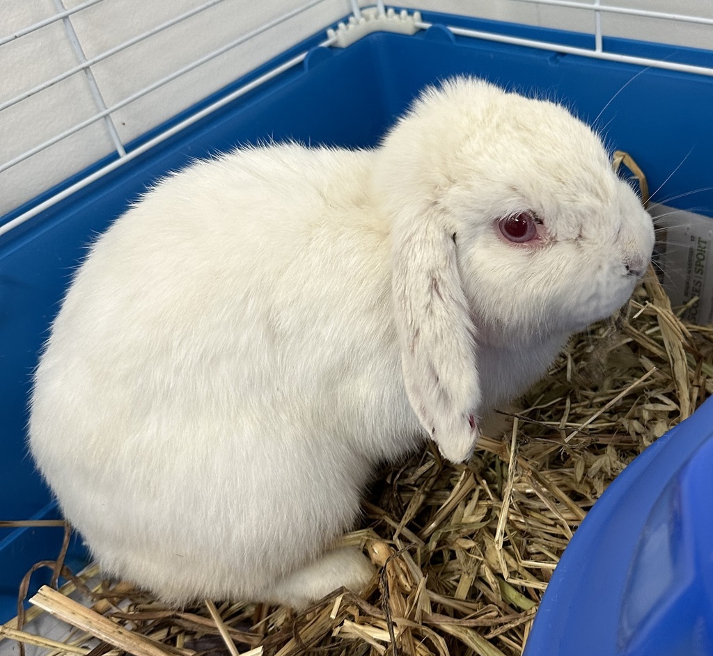 Fiver - Male Lop Eared Mix Rabbit in VIC - PetRescue