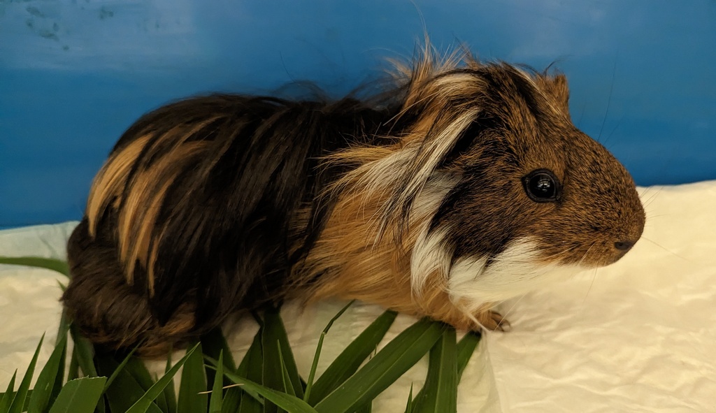 G.P Punk - Male Short-hair Sheba Mini Yak (Long Haired) Mix Guinea Pig ...