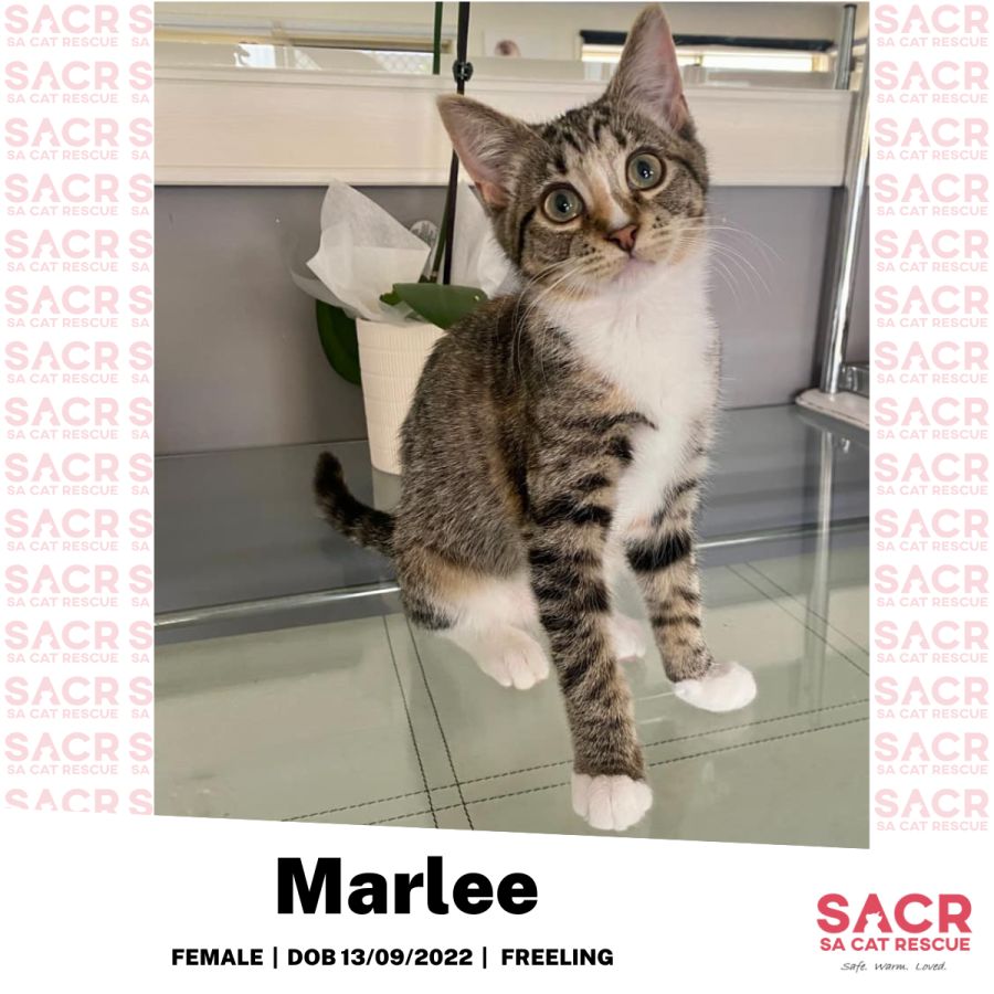 Marlee - Female Domestic Short Hair Cat in SA - PetRescue