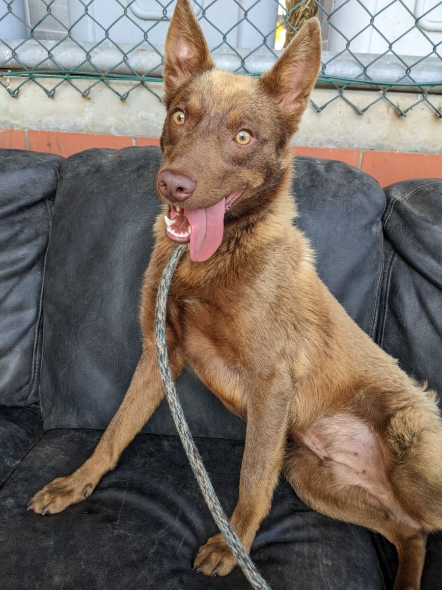 Ferrero - Medium Male Kelpie Dog in VIC - PetRescue