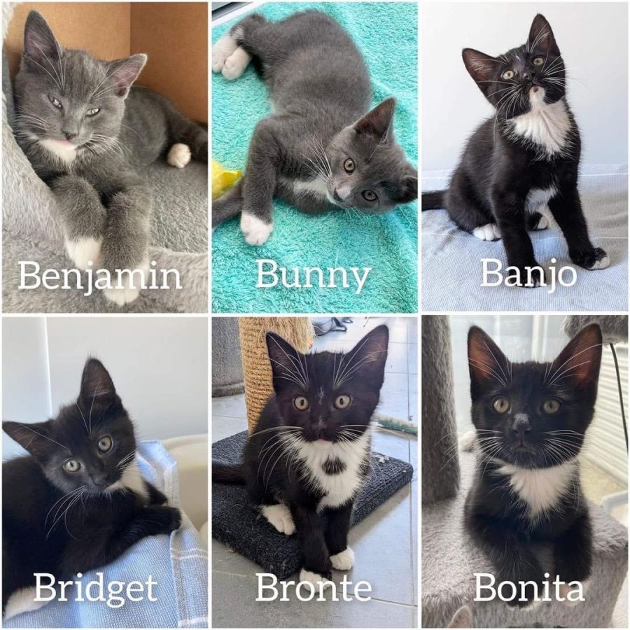 8853 - Bridget - Female Domestic Short Hair Cat in WA - PetRescue