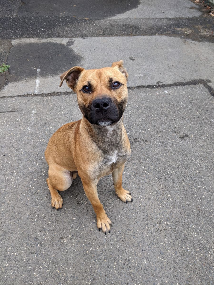 Travis - Medium Male American Staffordshire Terrier Mix Dog in VIC ...