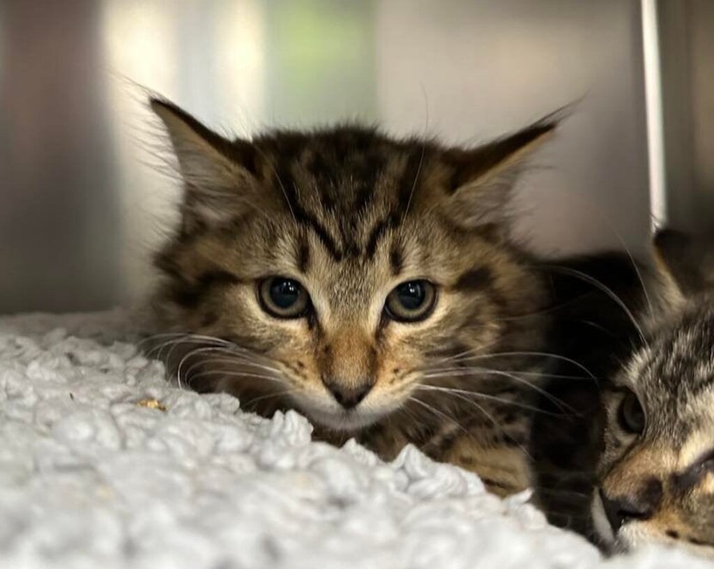 Hayley - Female Domestic Medium Hair Cat in ACT - PetRescue