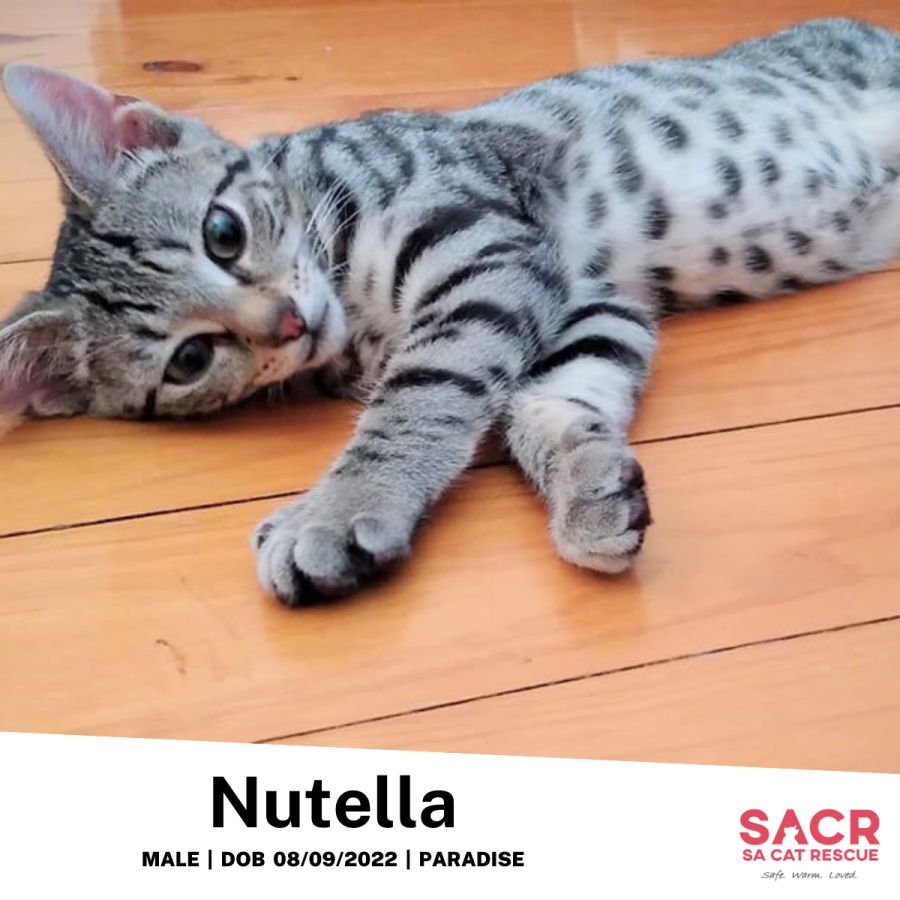 Nutella - Male Domestic Short Hair Cat in SA - PetRescue