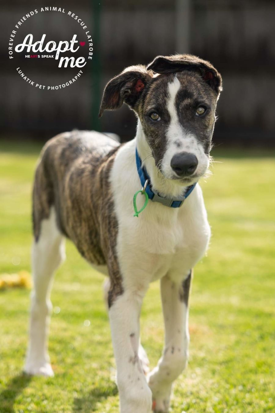 Levi - Large Male Staghound Mix Dog in VIC - PetRescue