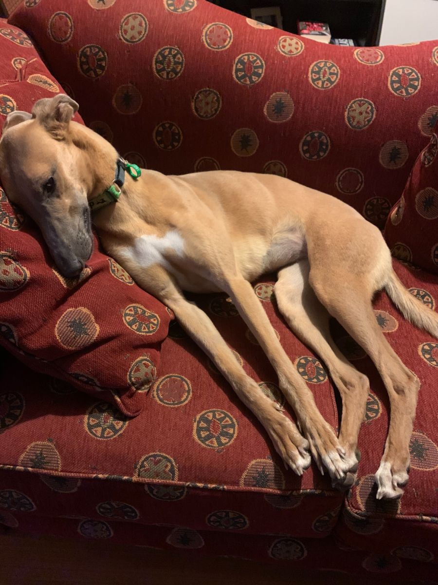Lucy - Large Female Greyhound Dog in VIC - PetRescue