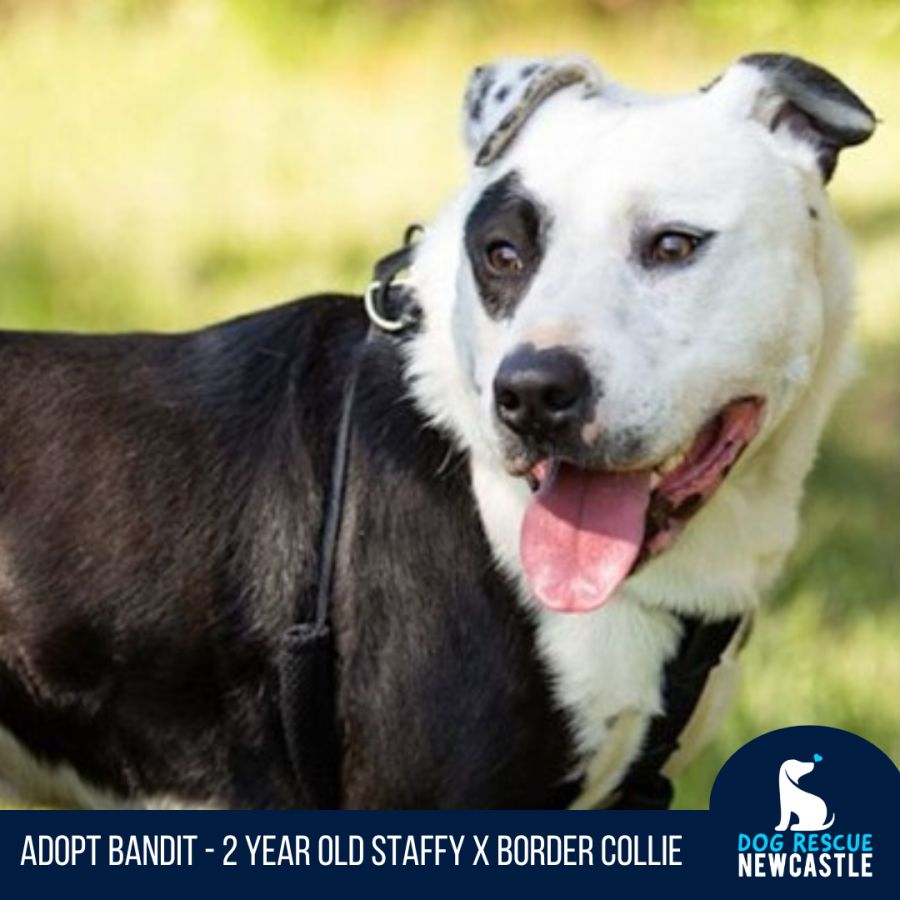 Bandit - 2 Year Old Staffy X Border Collie - Medium Male Staffy x ...