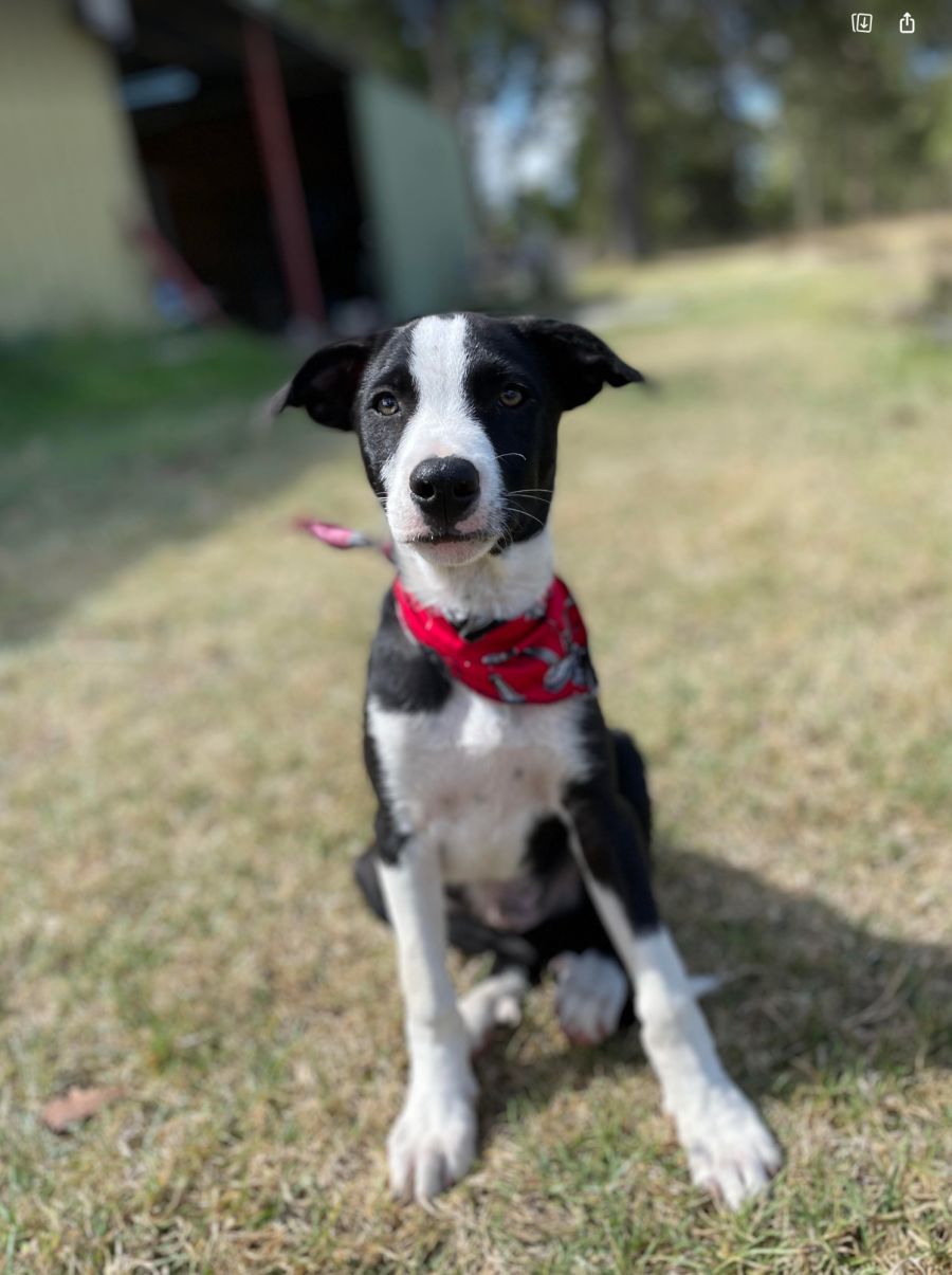Zazu (Disney Pup) - Medium Male Border Collie Mix Dog in NSW - PetRescue