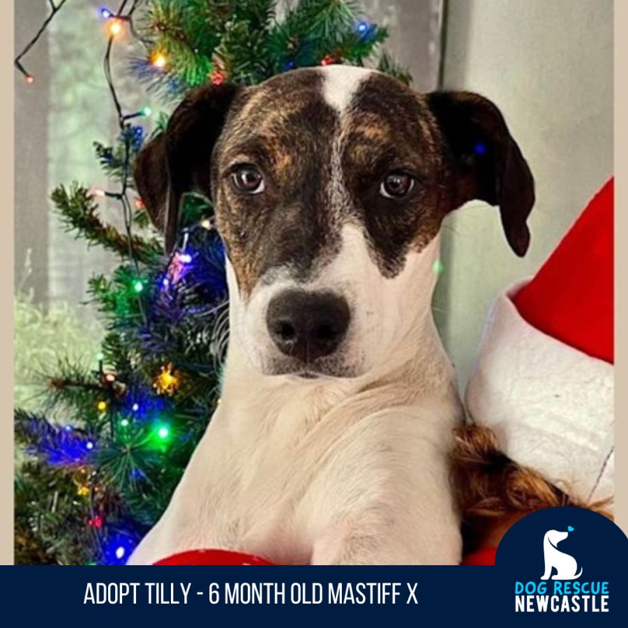 Tilly - 6 Month Old Mastiff X (On Trial) - Large Female Mastiff Mix Dog ...