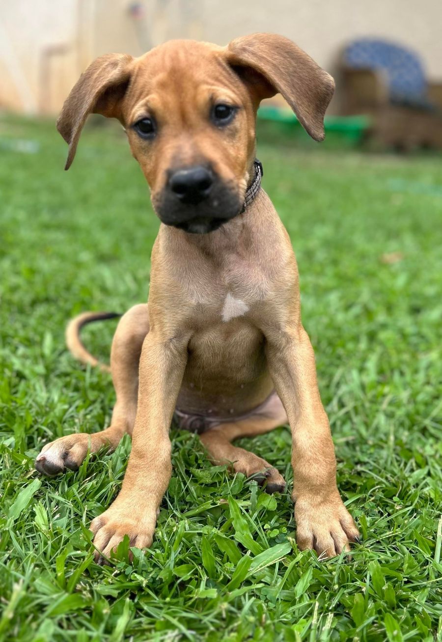 Mako - Large Male Coonhound Mix Dog in QLD - PetRescue
