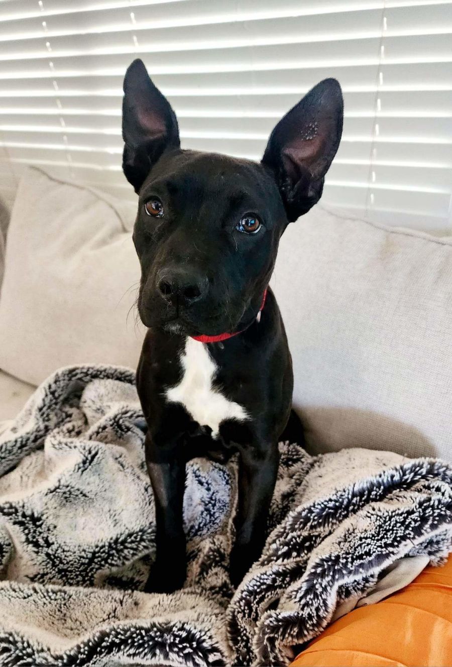 Opal - Large Female Staffy x Ridgeback Mix Dog in VIC - PetRescue