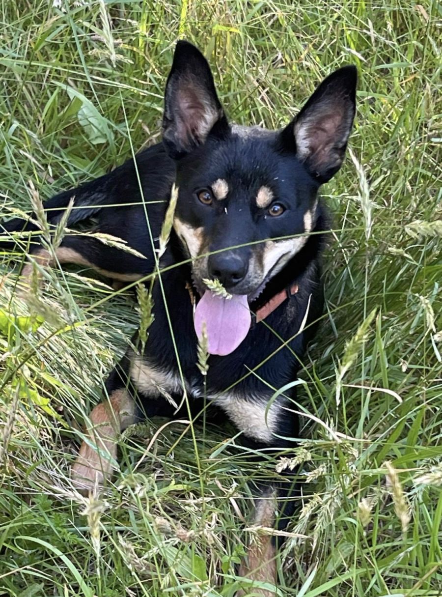 Australian K9 Rescue Vic - PetRescue