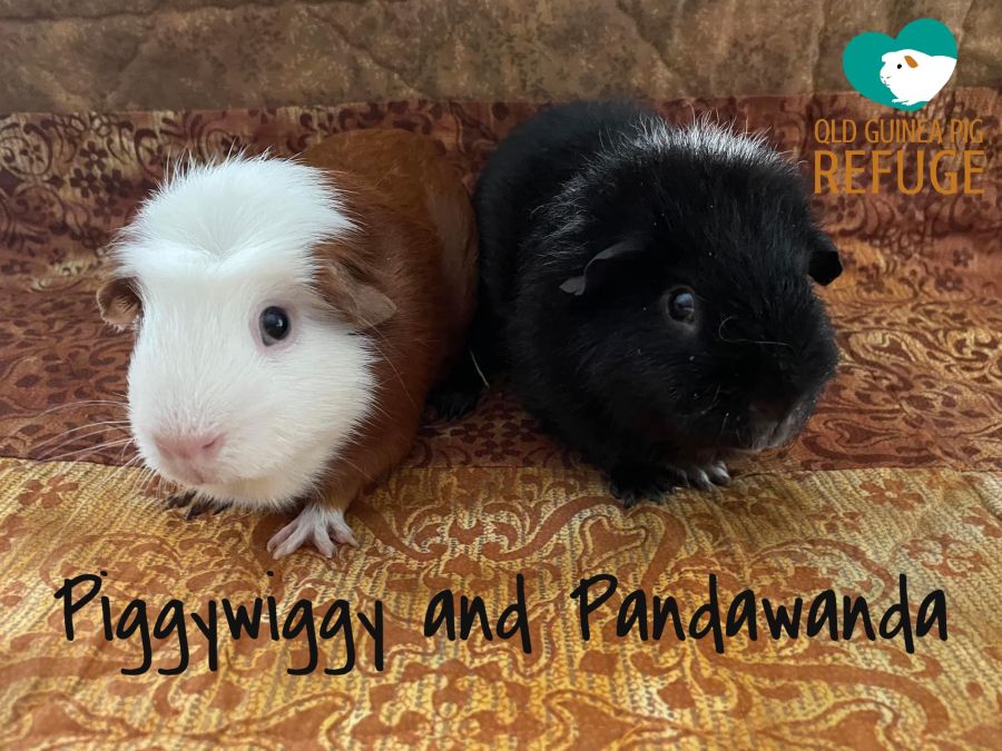 Piggywiggy and Pandawanda - Male Short-hair Crested x Smooth Hair Mix ...