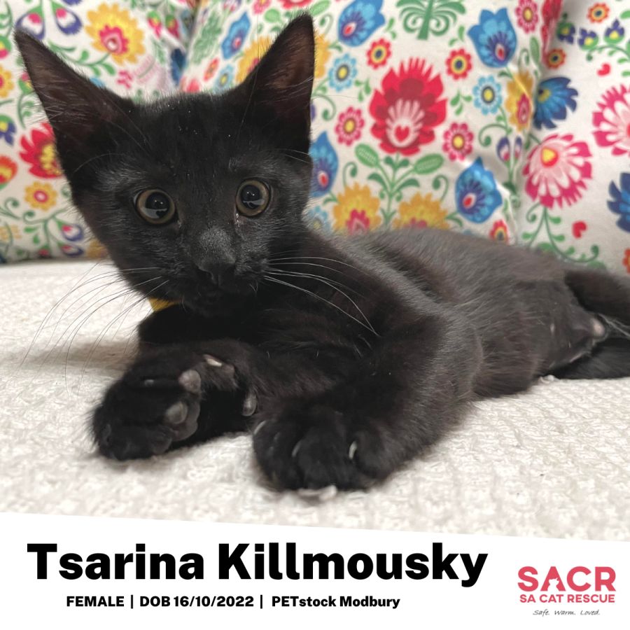 Tsarina Killmousky - Female Domestic Short Hair Cat in SA - PetRescue