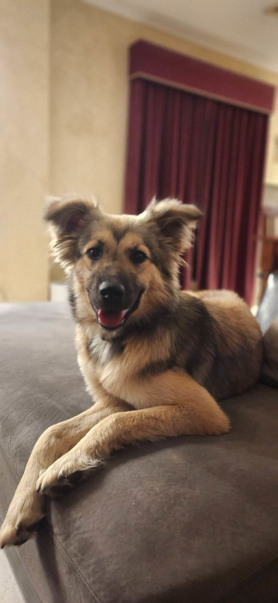 Nadia - Large Female Sarplaninac Mix Dog in VIC - PetRescue