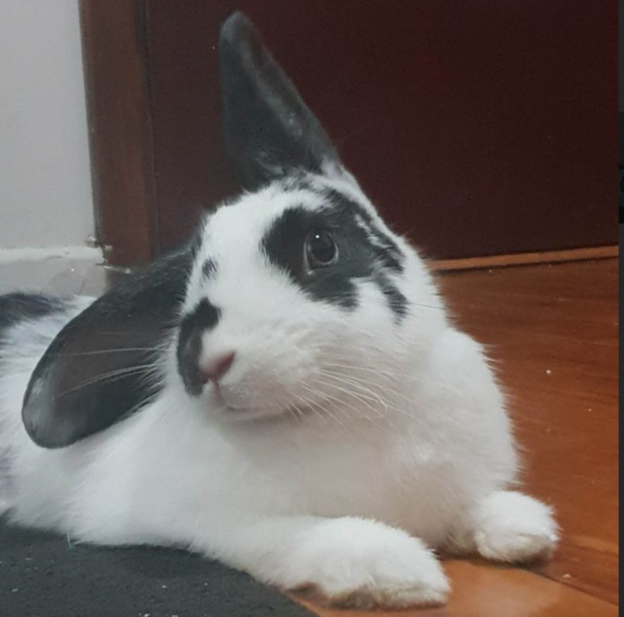 Hazel - Female Mini Lop Rabbit in ACT - PetRescue