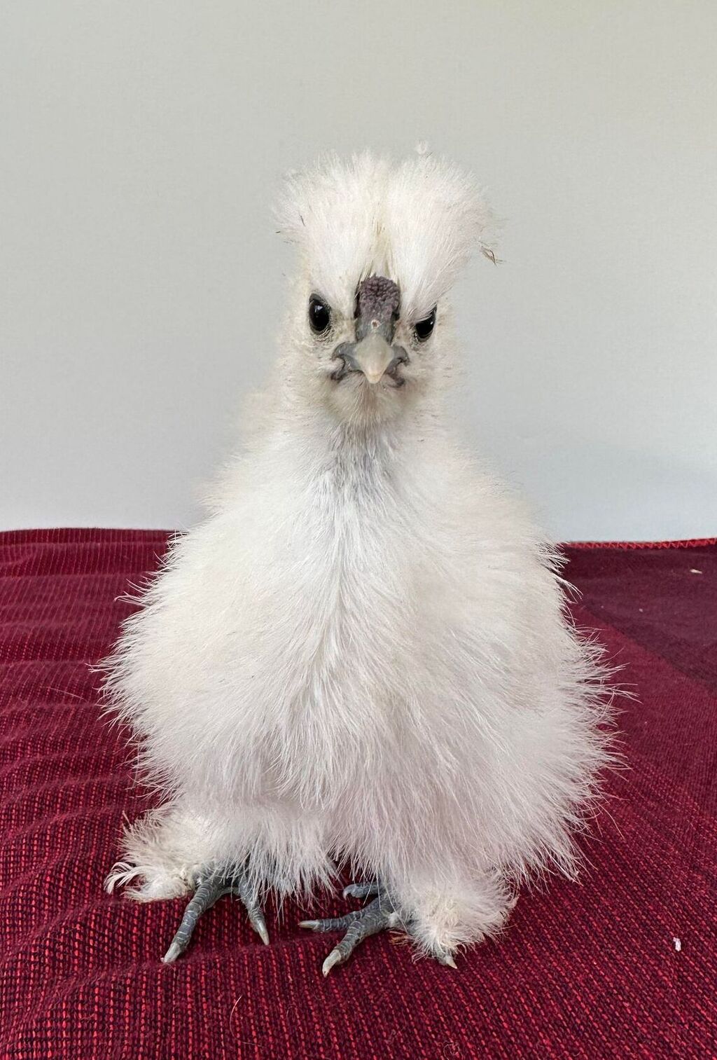 Kramer - Male Chinese Silky Bantam Fowl in ACT - PetRescue