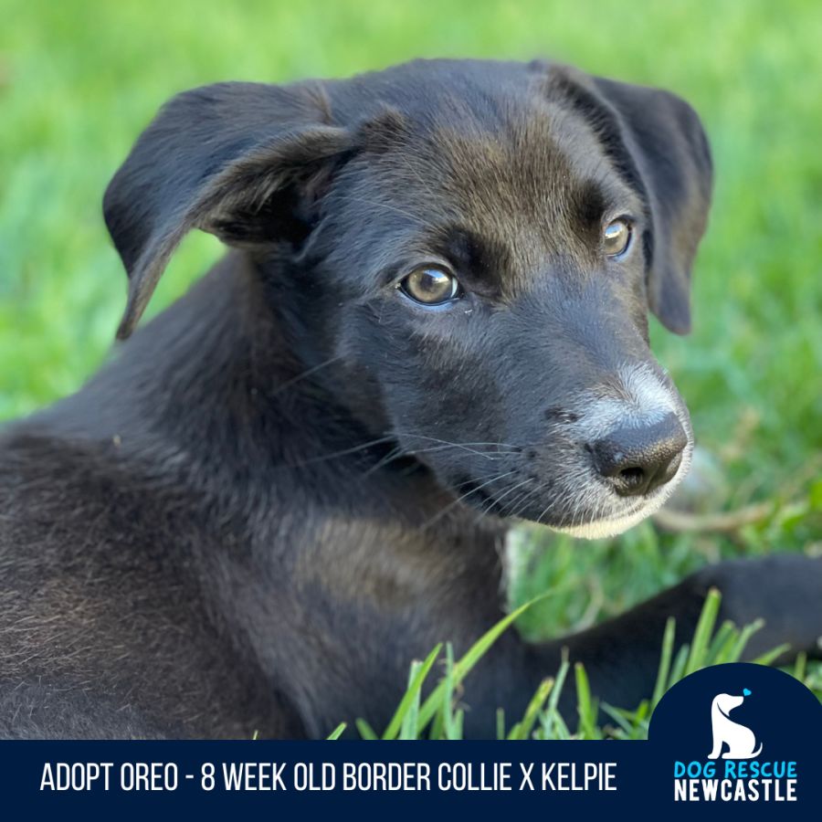 Oreo - 8 Week Old Border Collie X (On Trial) - Medium Female Border ...