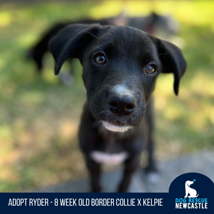 Ryder - 8 Week Old Border Collie X (On Trial) - Medium Male Border Collie x Kelpie Mix Dog in ...