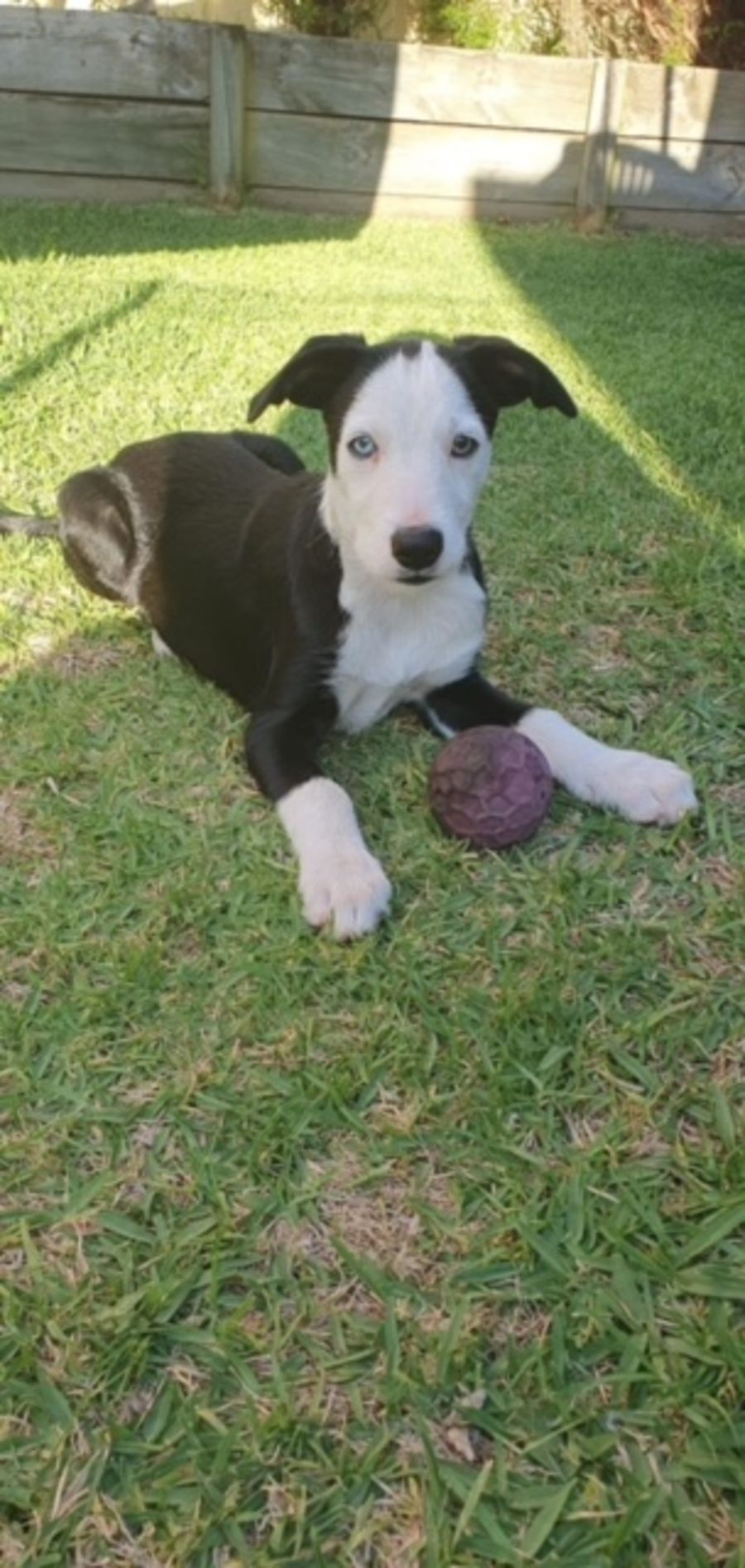 Chip (Disney Pup) - Medium Male Border Collie Mix Dog in NSW - PetRescue