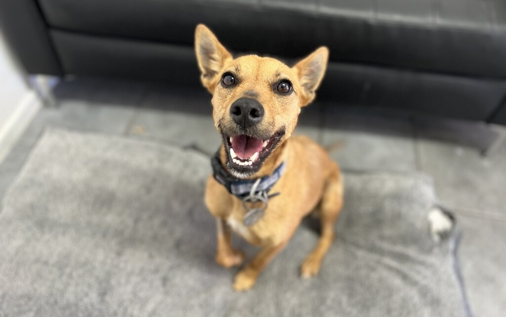 Swifty - Medium Female Parsons Jack Russell Terrier x Whippet Mix Dog ...