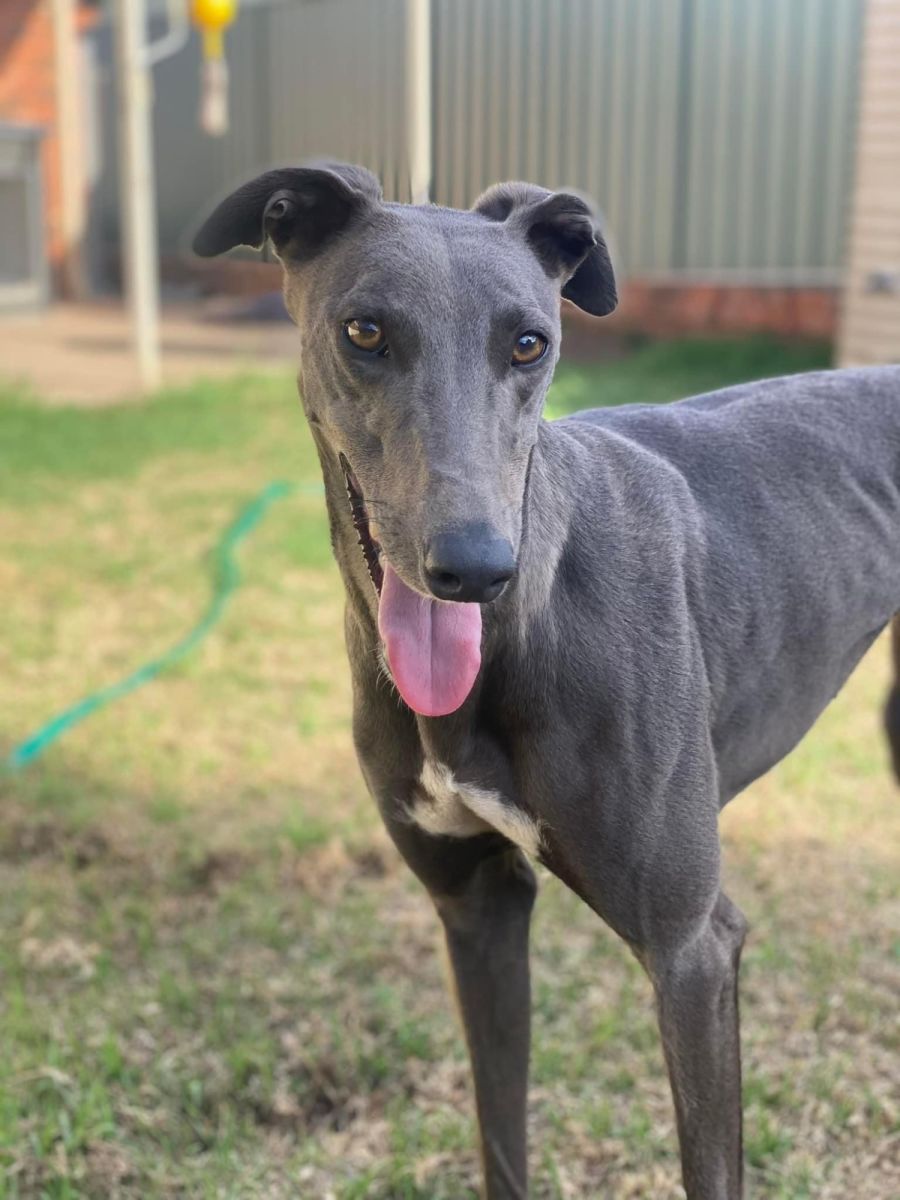 Riley - Large Female Greyhound Dog in NSW - PetRescue