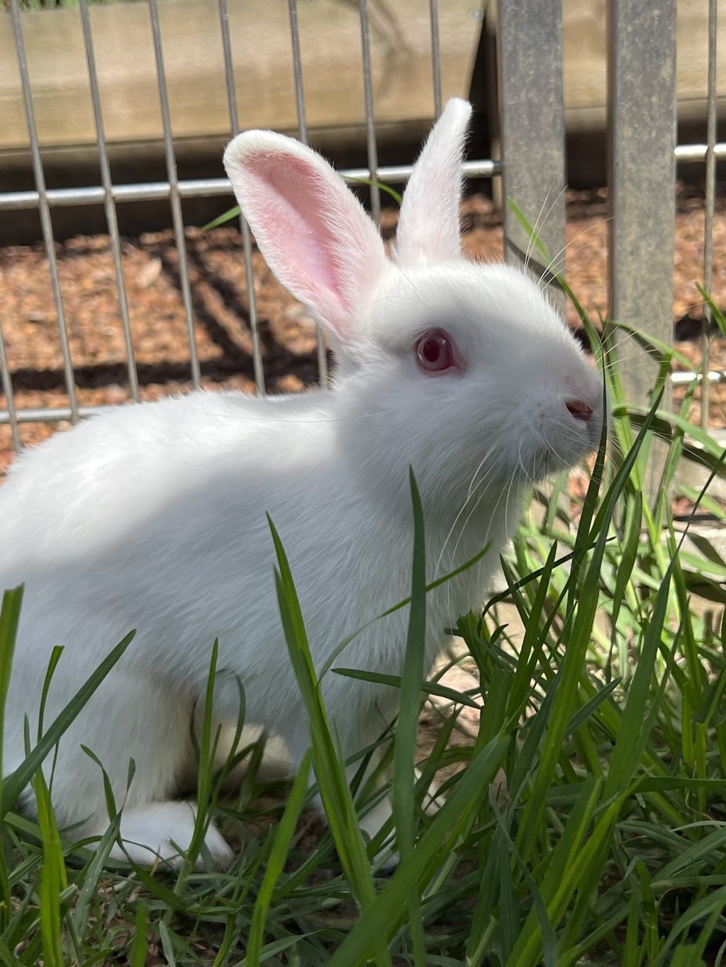 Peanut - Female Dwarf Mix Rabbit in NSW - PetRescue