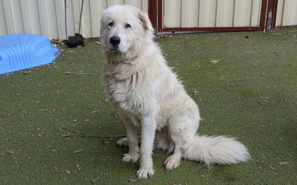 Alfred - Large Male Maremma Sheepdog Mix Dog in VIC - PetRescue
