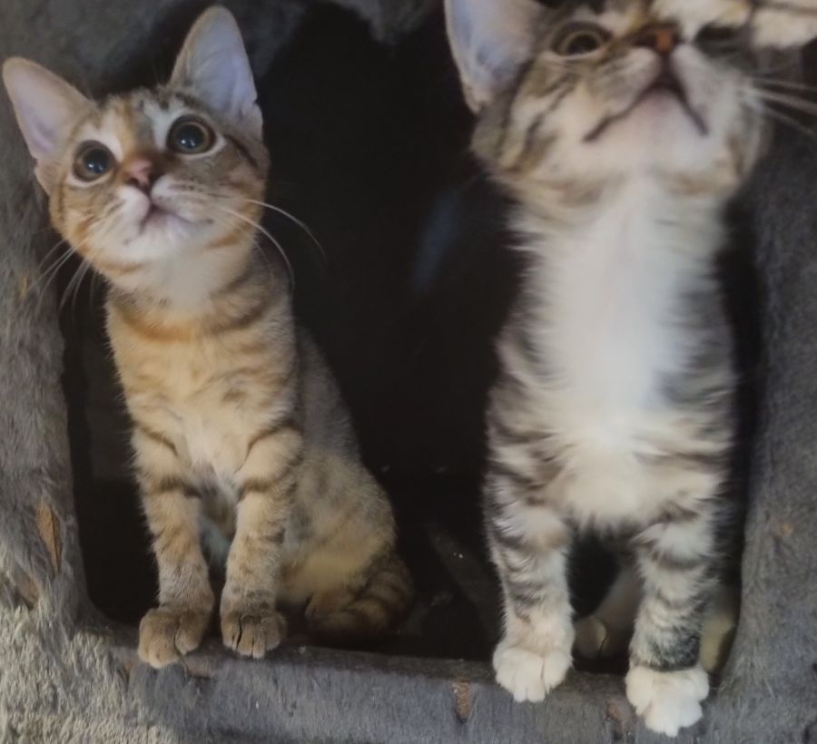 Margot , Crumble - Female Domestic Medium Hair Cat in QLD - PetRescue