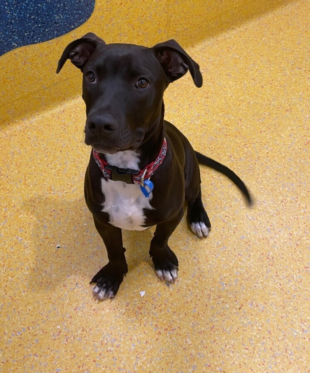 Mumble - Medium Male Bull Arab x Great Dane Mix Dog in QLD - PetRescue