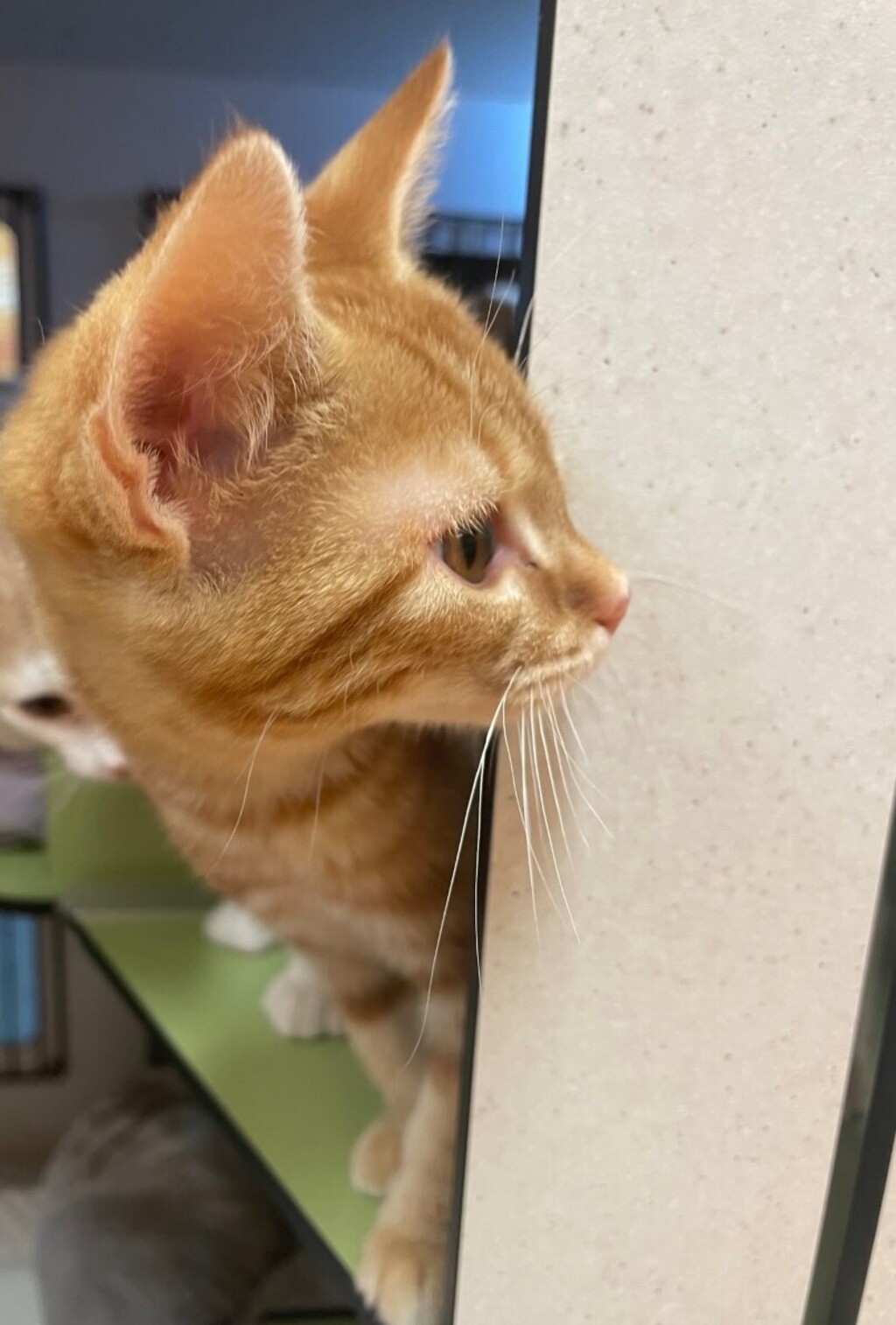 Cheeko - Male Manx Mix Cat in QLD - PetRescue