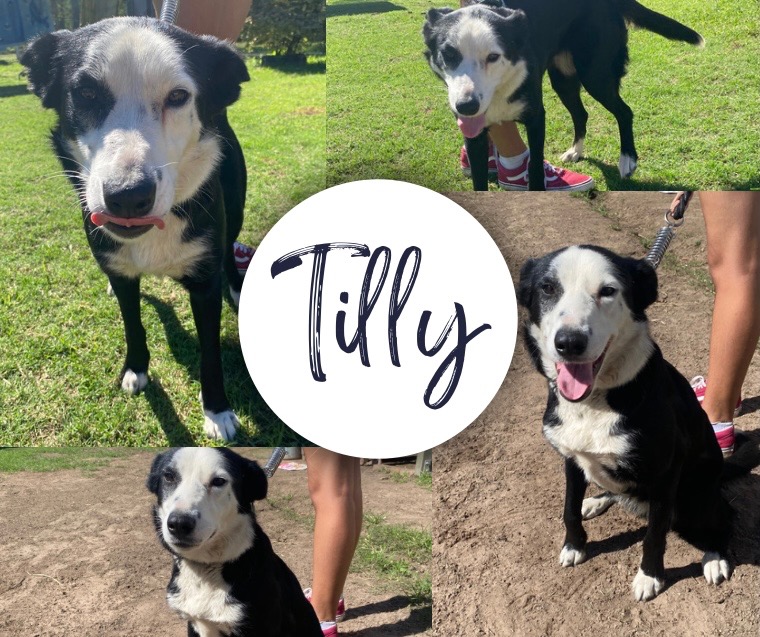 Tilly - Medium Female Border Collie Dog in QLD - PetRescue