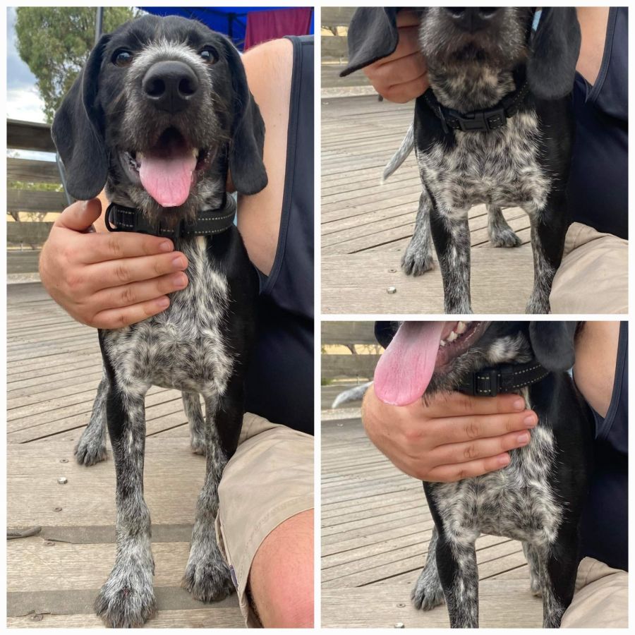 Ralph - Medium Male Beagle x German Wirehaired Pointer Mix Dog in VIC ...