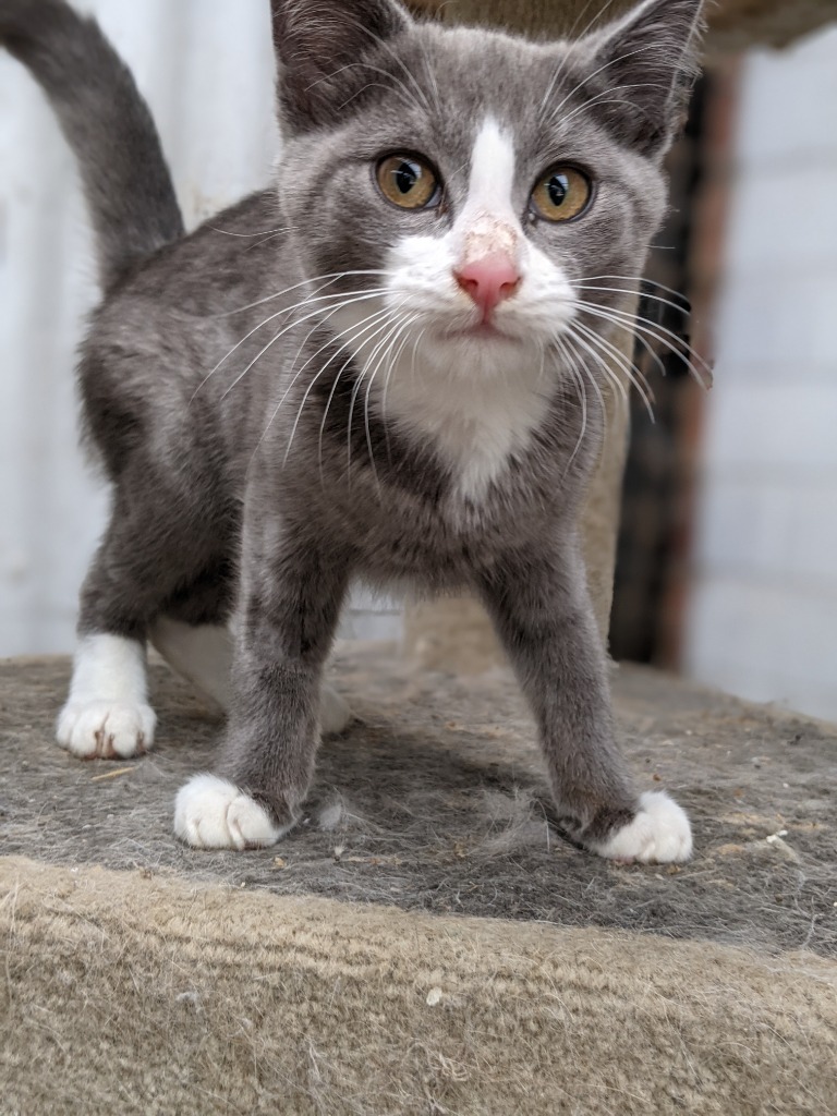 Kieran - Male Domestic Short Hair Cat in WA - PetRescue