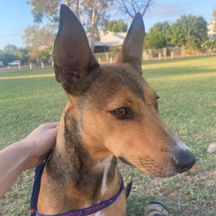 Tink - Medium Female Mixed Breed Dog in WA - PetRescue