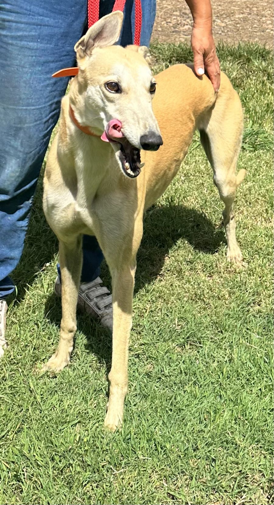 Prissy - Large Female Greyhound Dog in NSW - PetRescue
