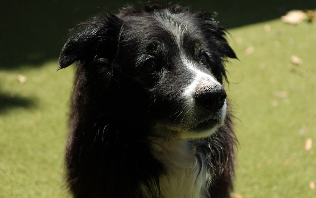 Georgy - Medium Male Border Collie Mix Dog in VIC - PetRescue