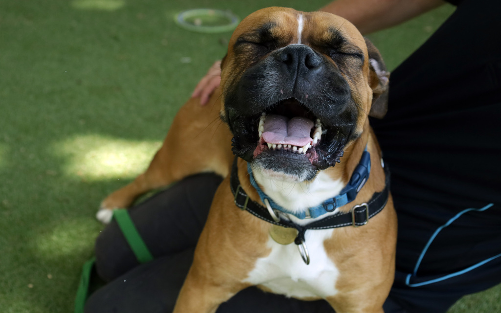 Dennis - Medium Male Boxer Mix Dog in VIC - PetRescue