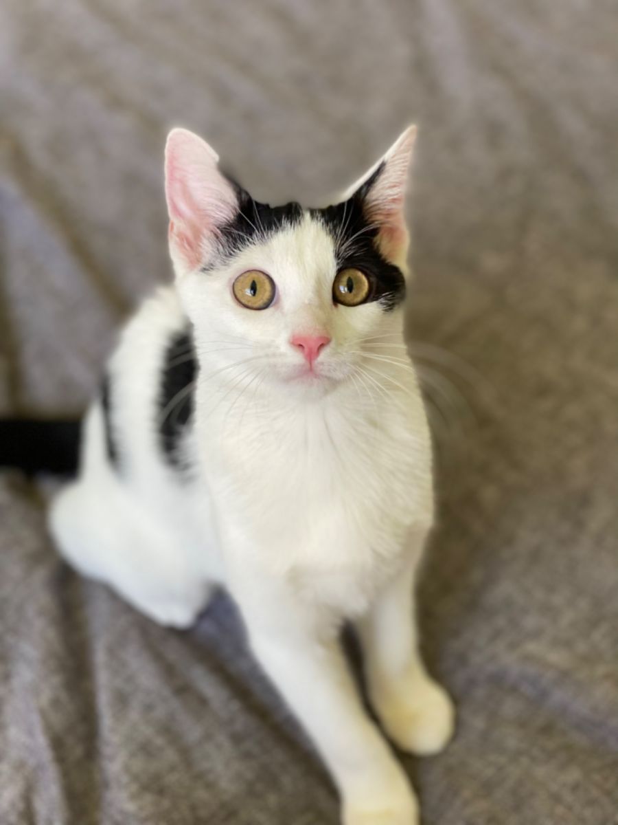 Te fiti - Female Domestic Short Hair Cat in NSW - PetRescue