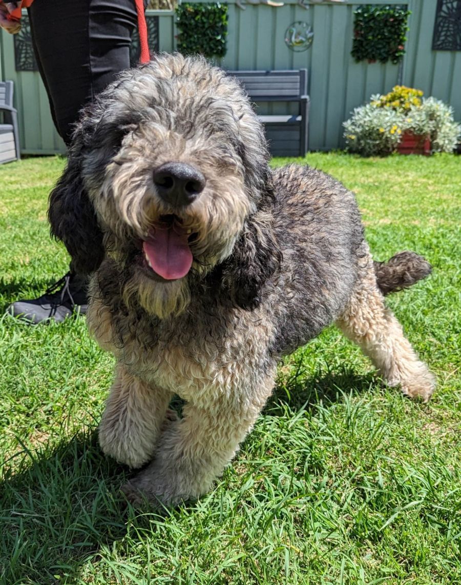 Milo & Rosie - Large Male Labradoodle Dog in NSW - PetRescue